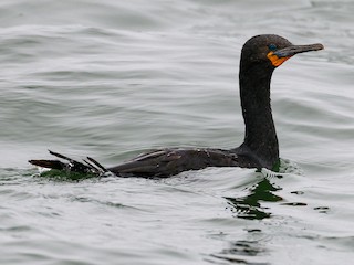 Cape Cormorant - eBird