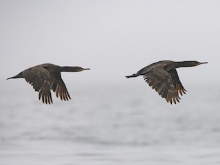 Cape Cormorant - eBird