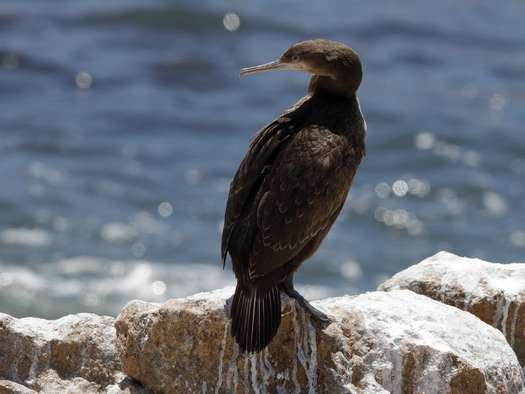 Cormorán de El Cabo - eBird
