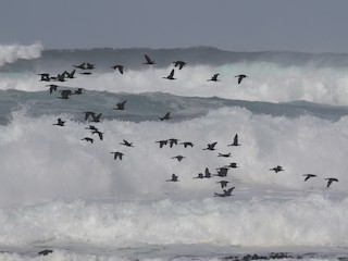 Cape Cormorant - eBird
