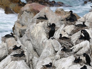 Cape Cormorant - eBird