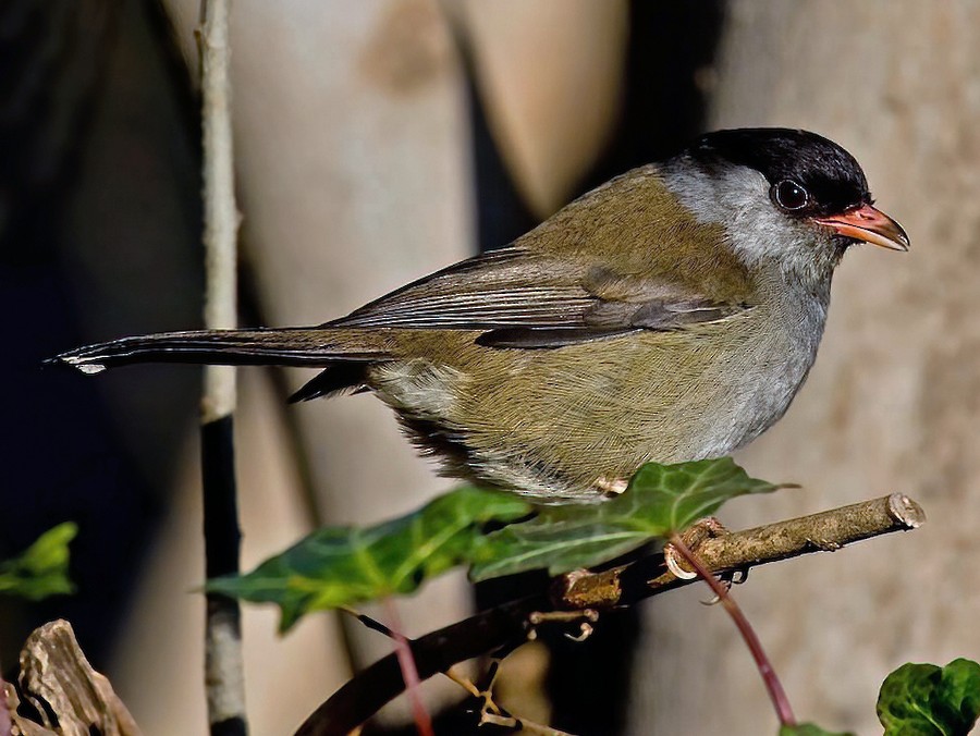 Bush Blackcap - eBird