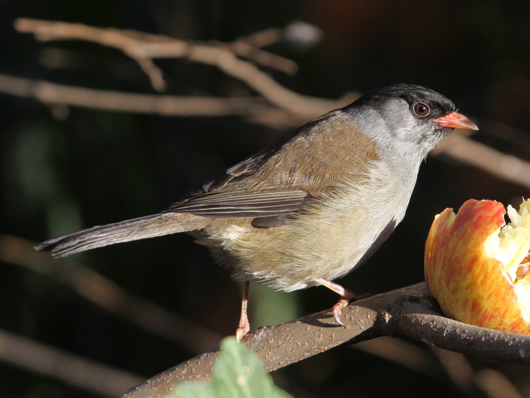 Bush Blackcap - eBird