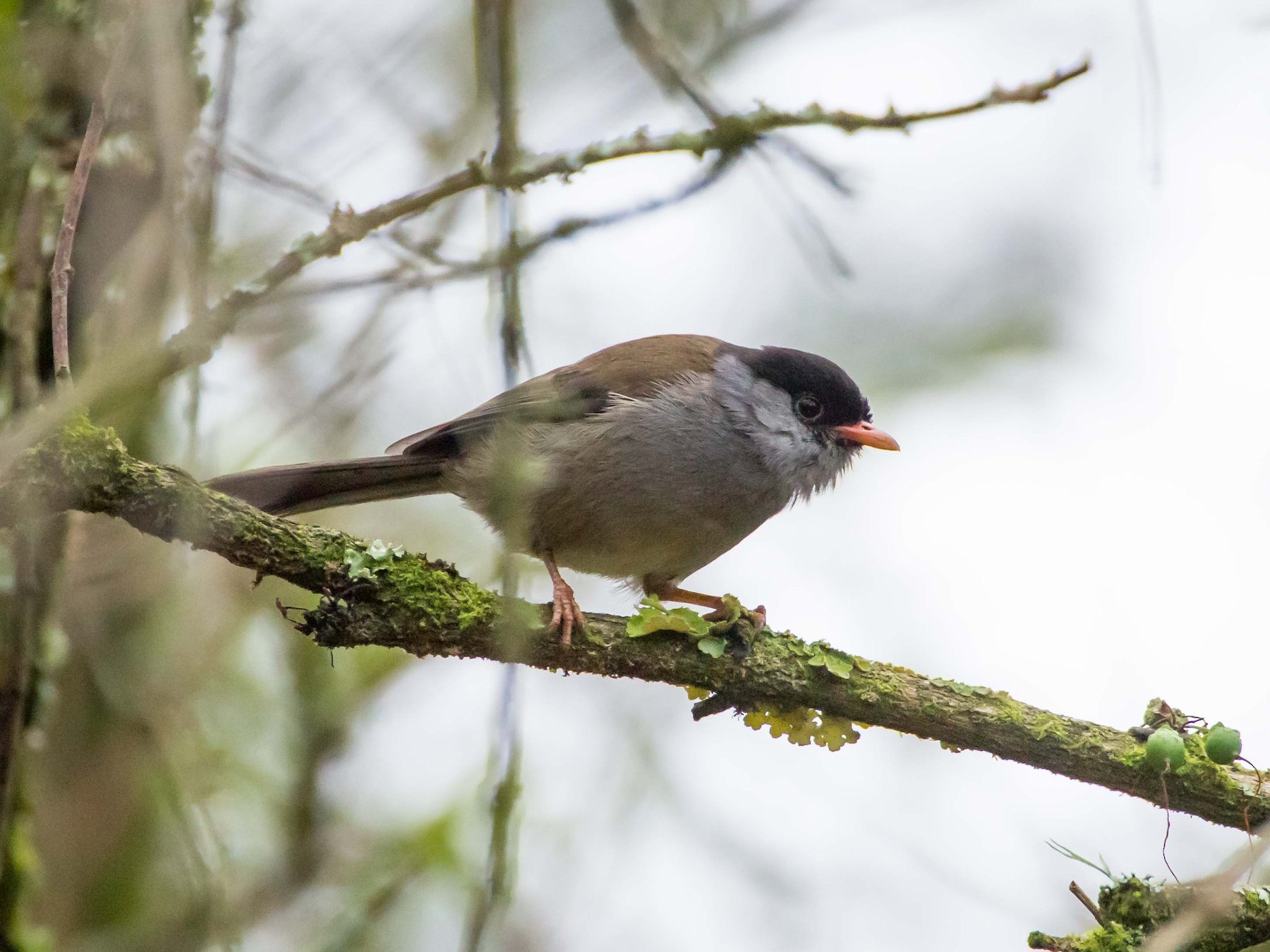 Bush Blackcap - eBird