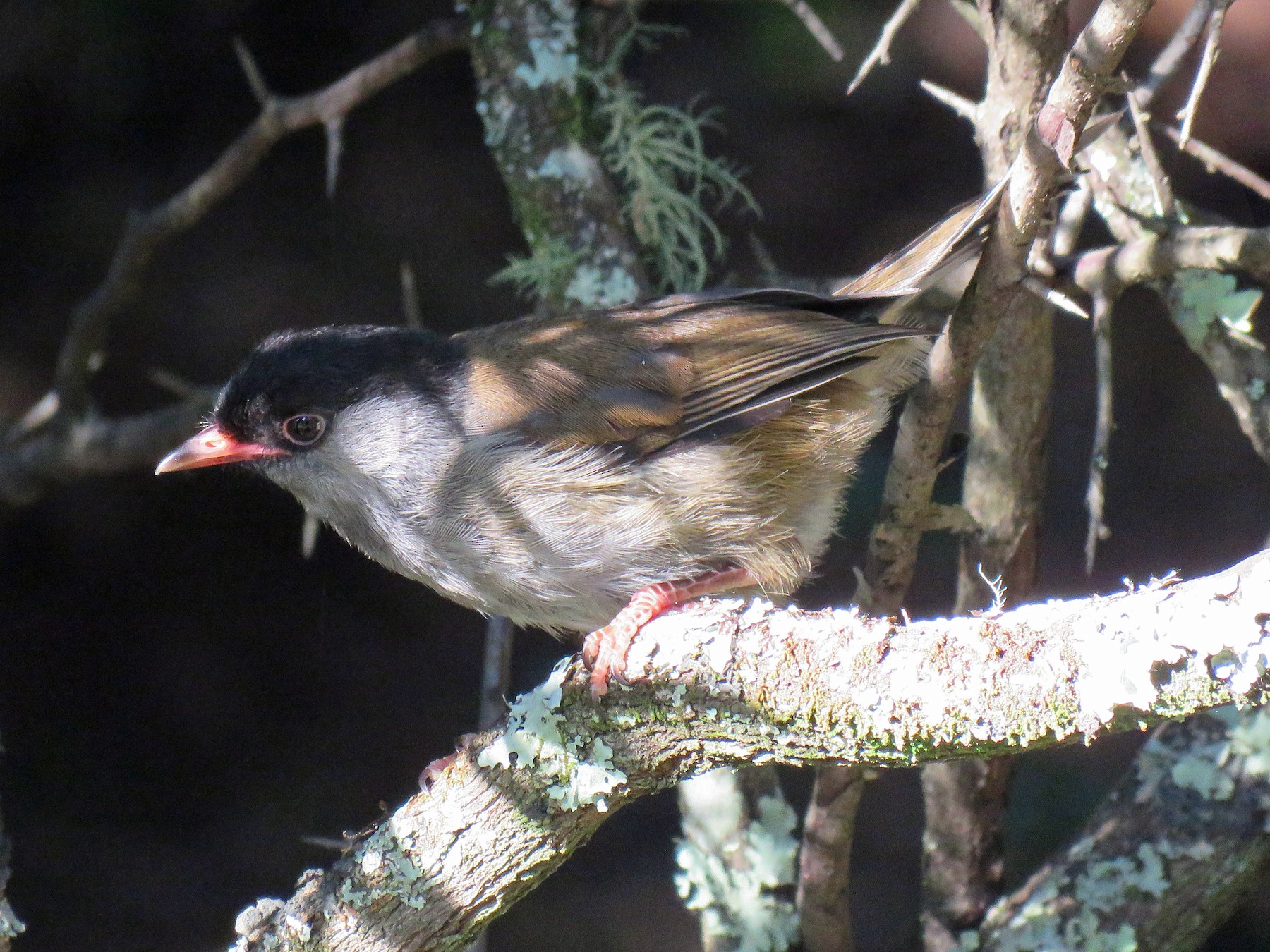 Bush Blackcap - eBird
