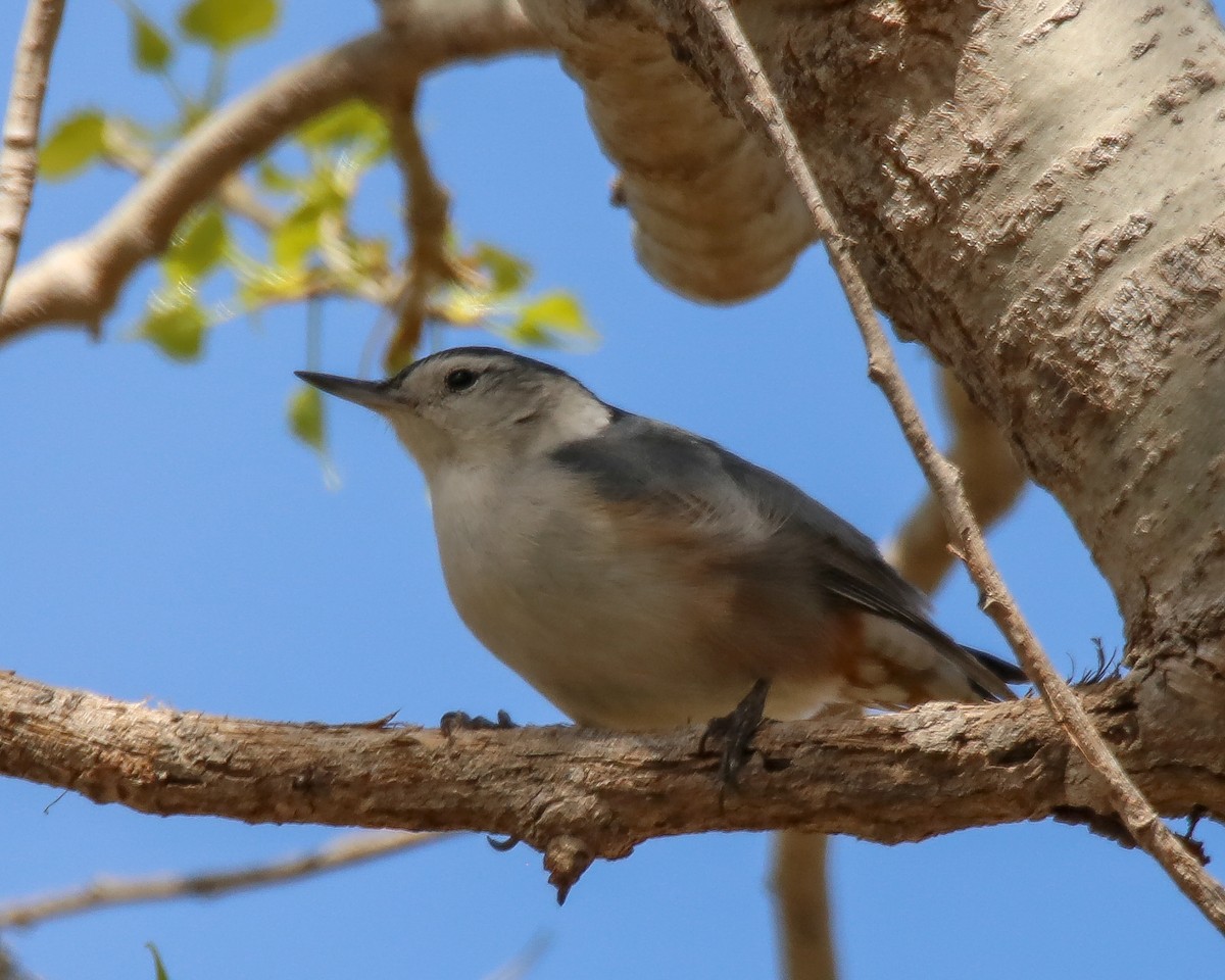 eBird Checklist - 7 Apr 2020 - Palo Duro Canyon SP (PHP 040) - 25 species