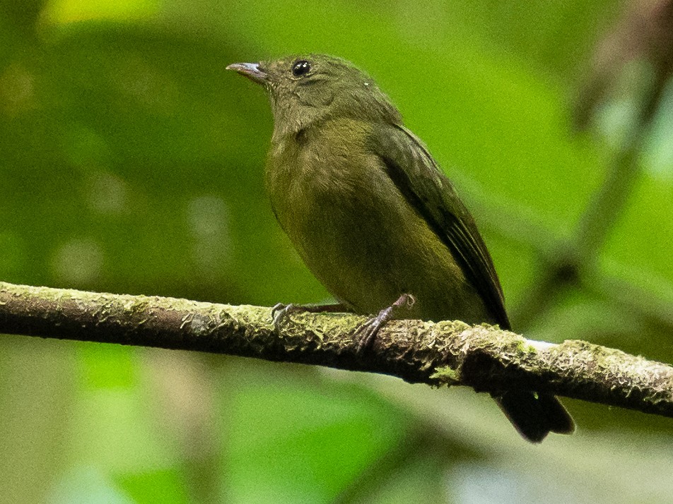 Green Manakin - eBird