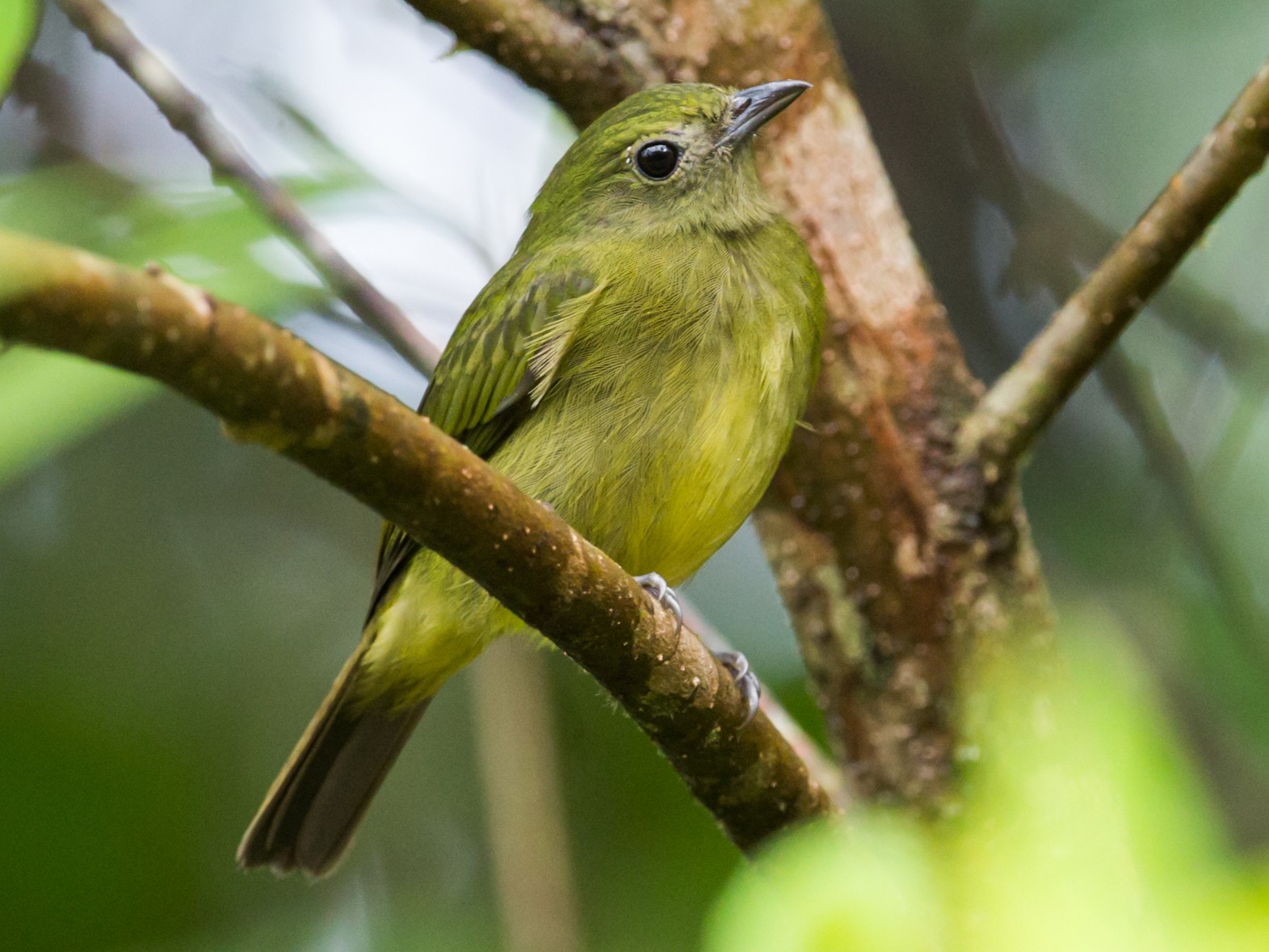Green Manakin (Choco) - eBird