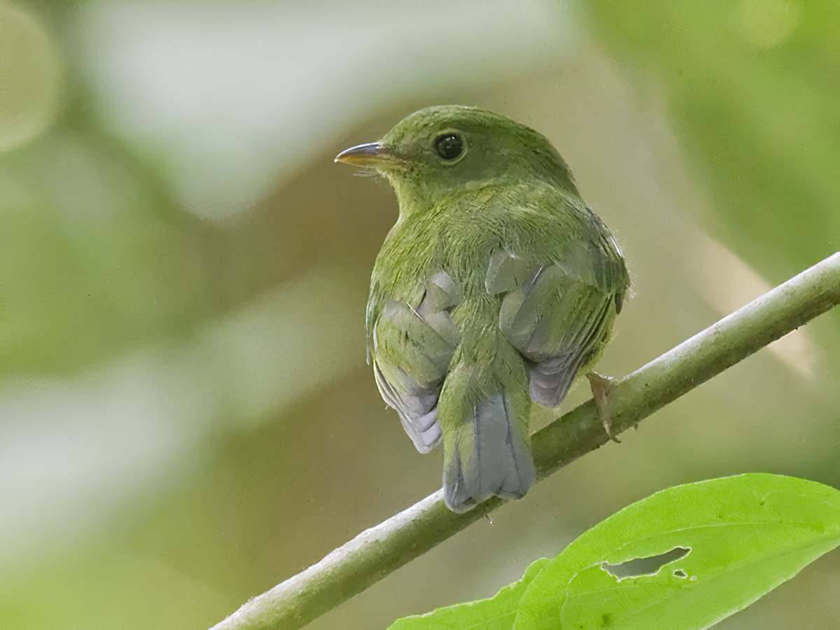 Green Manakin - eBird