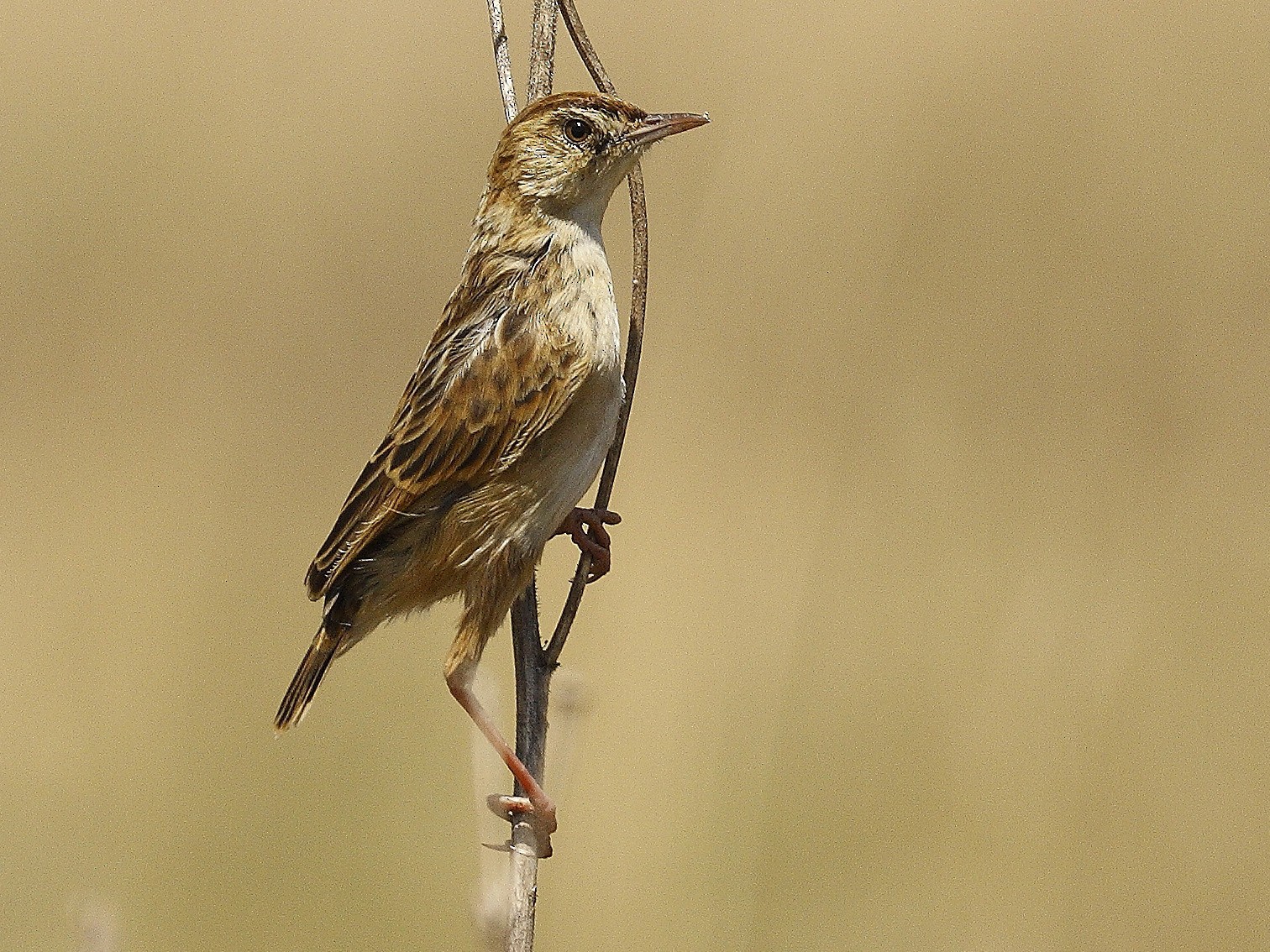 Wing-snapping Cisticola - eBird
