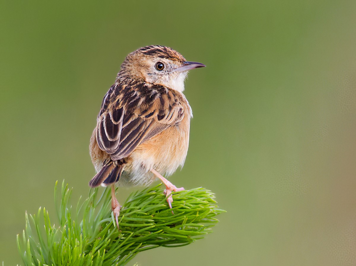 Wing-snapping Cisticola - eBird