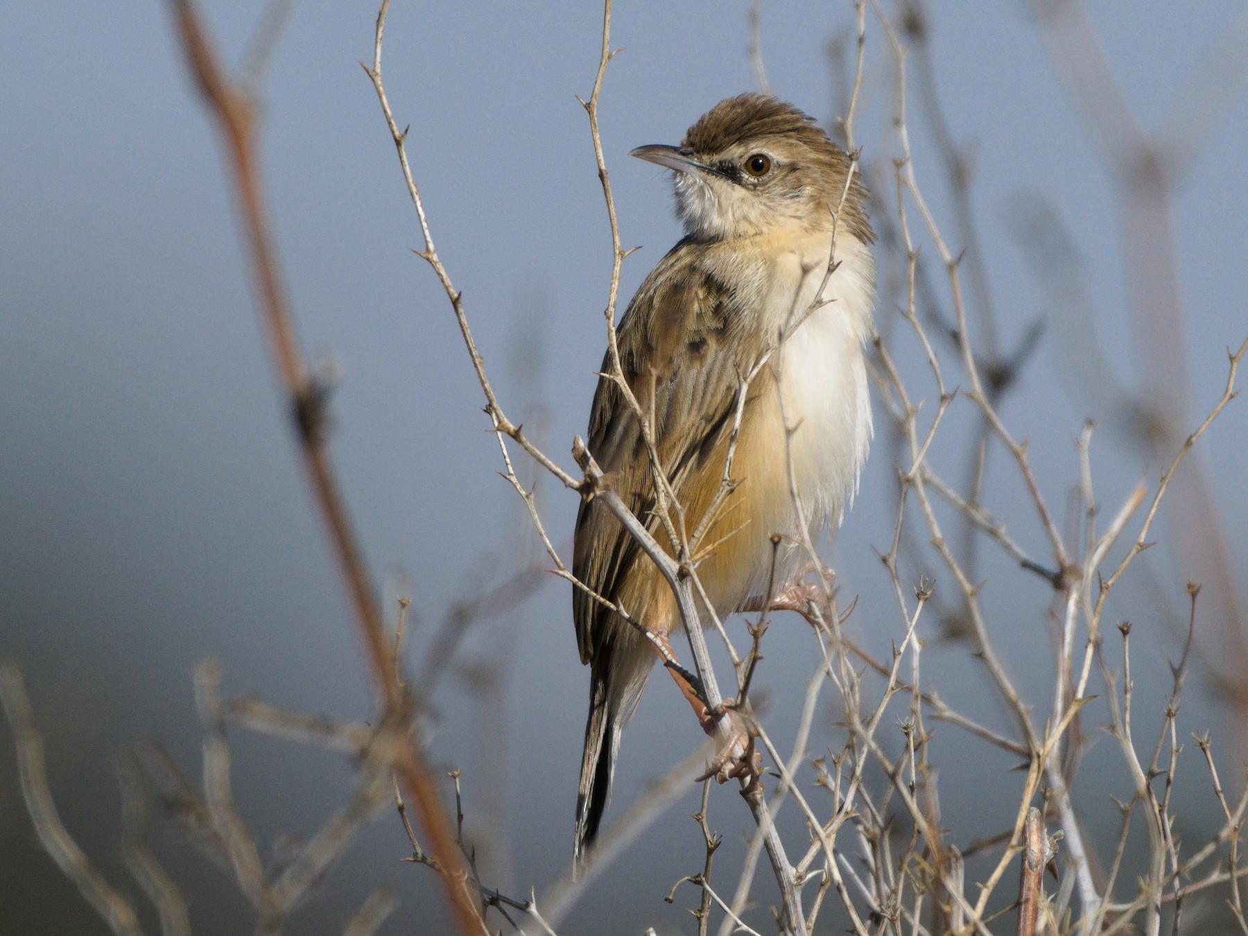 Wing-snapping Cisticola - eBird
