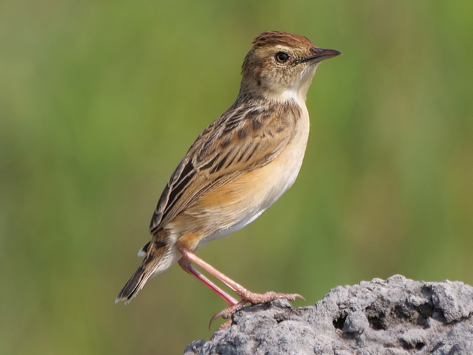 Wing-snapping Cisticola - eBird