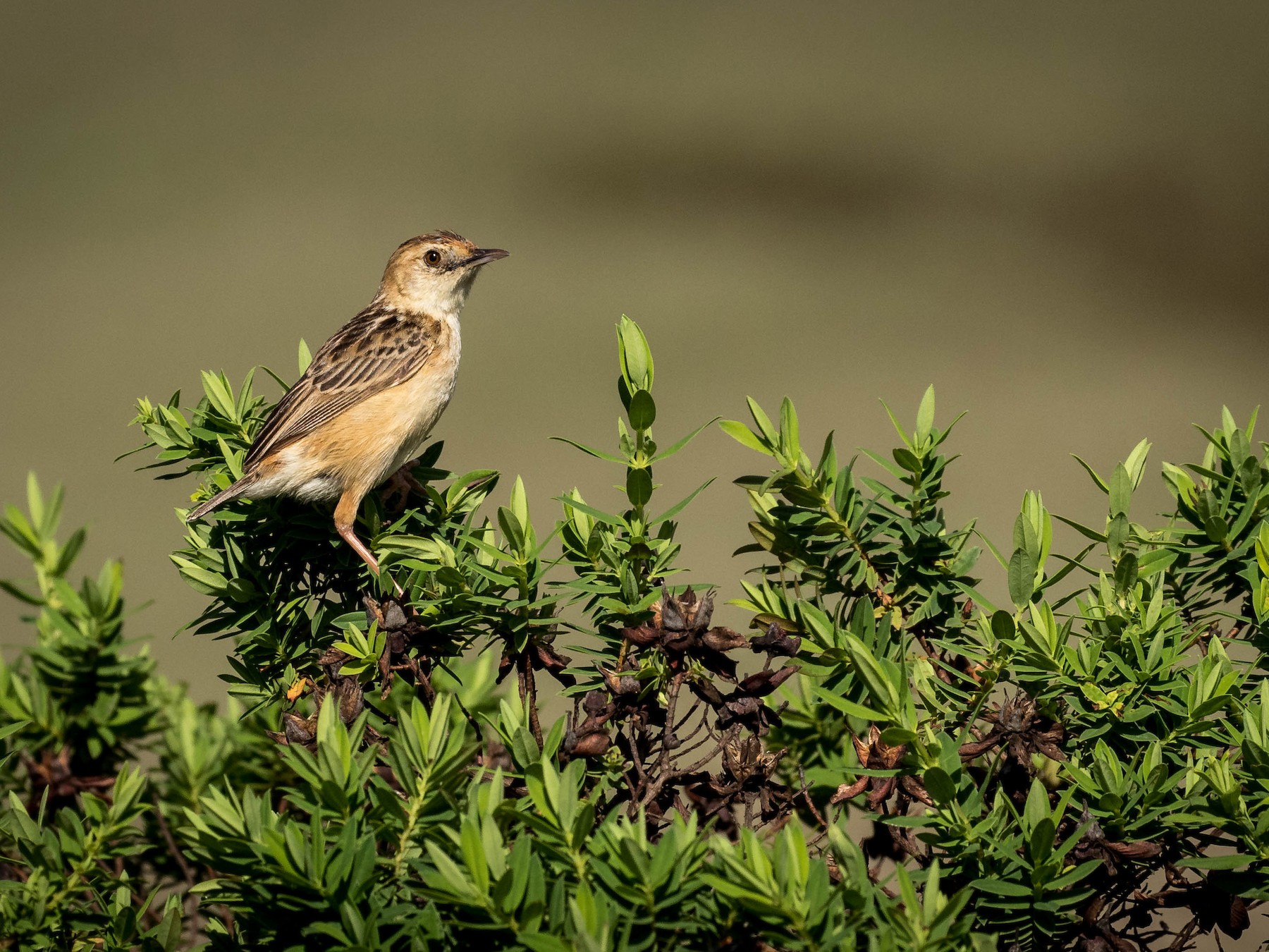 Wing-snapping Cisticola - eBird