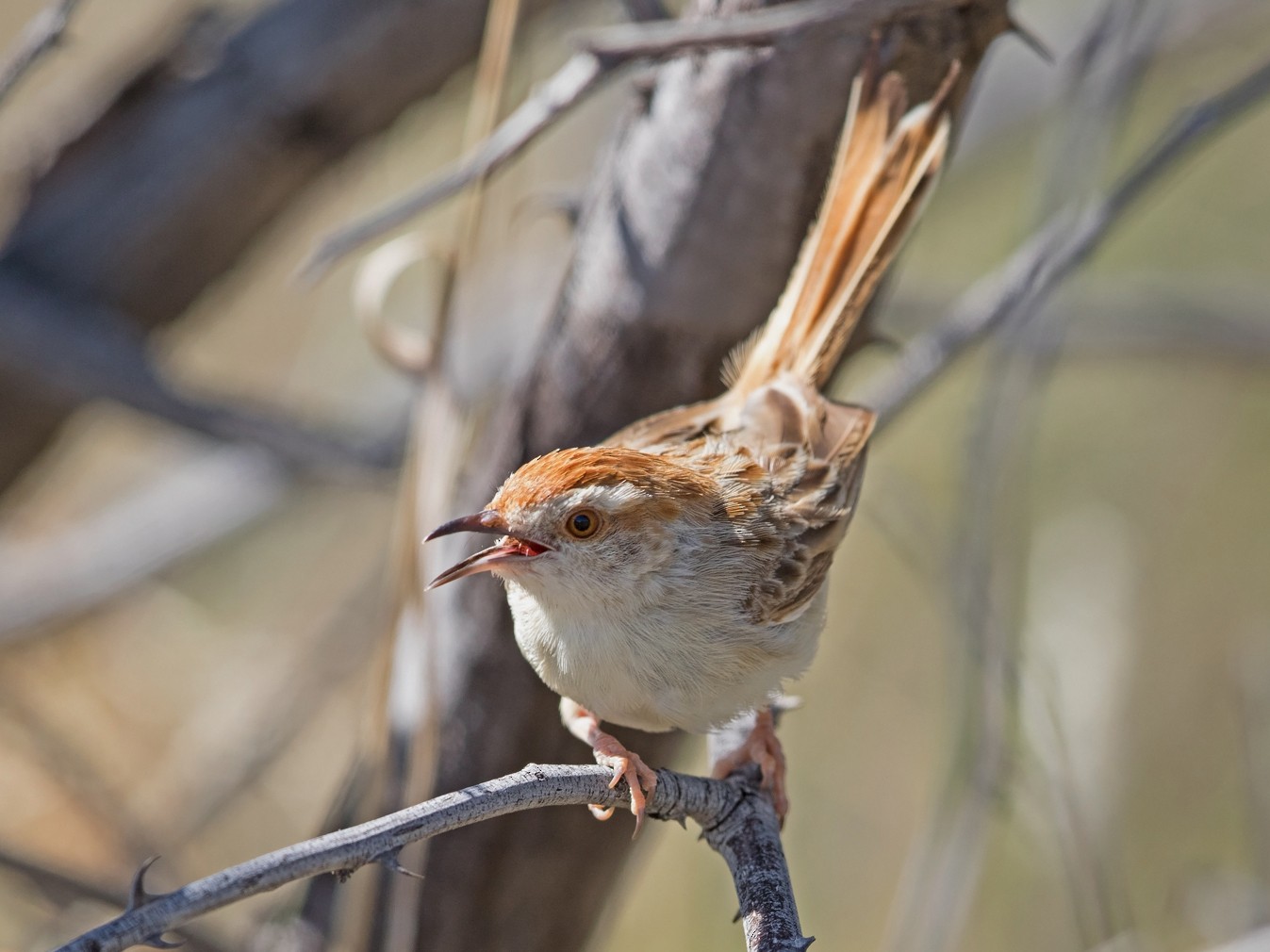Tinkling Cisticola - eBird