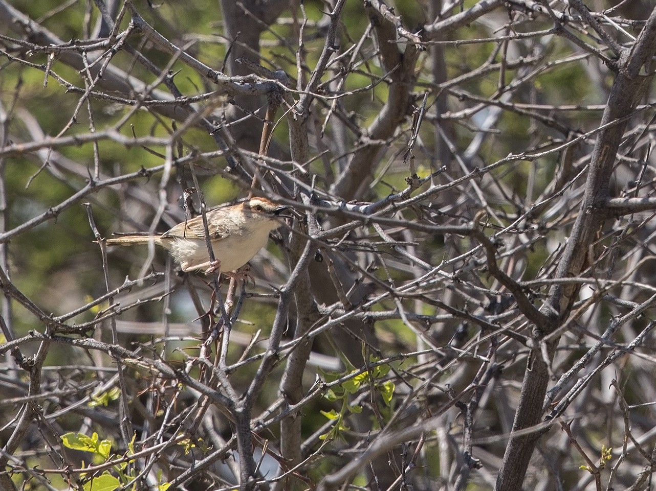 Tinkling Cisticola - eBird