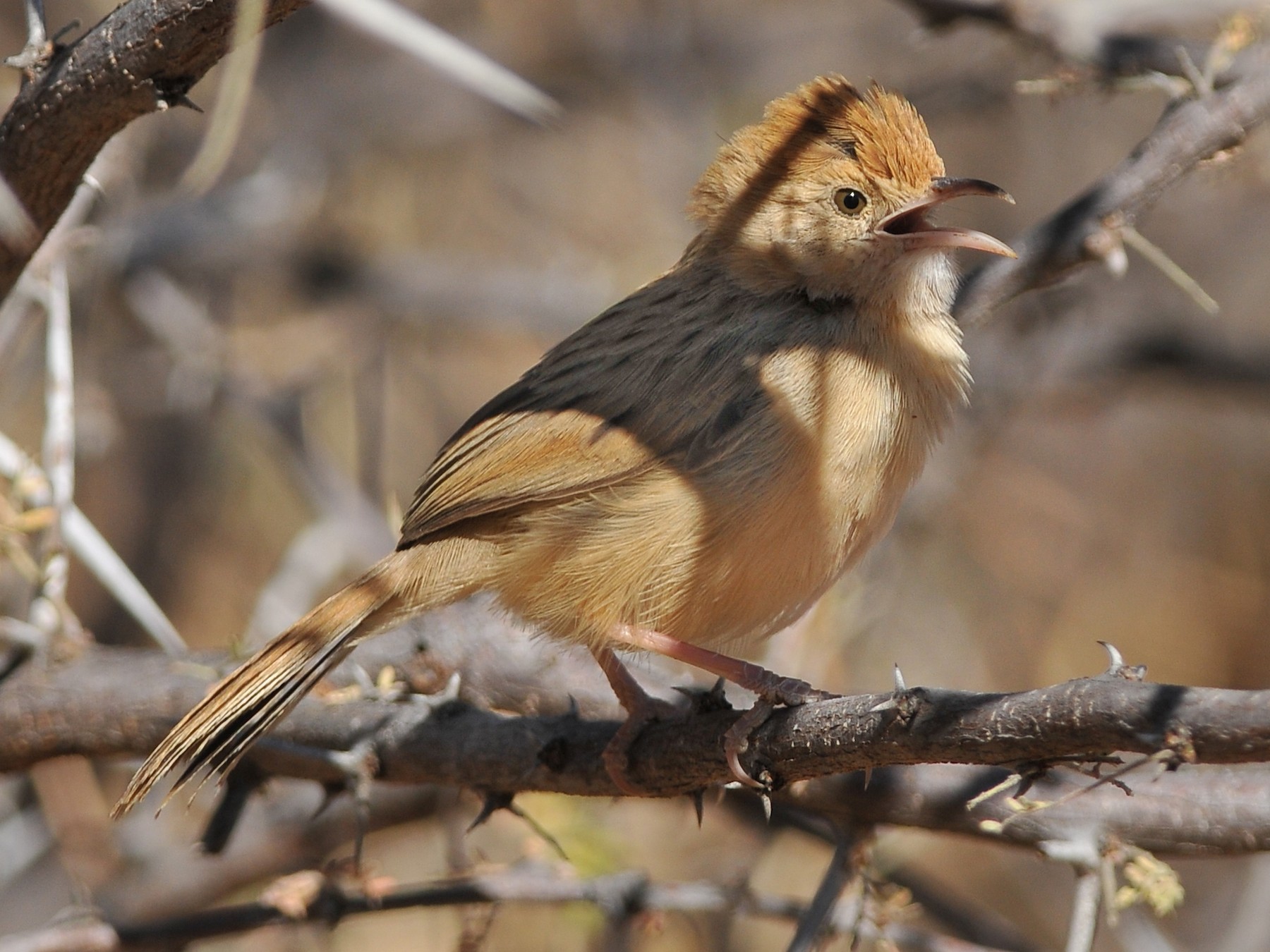 Tinkling Cisticola - eBird