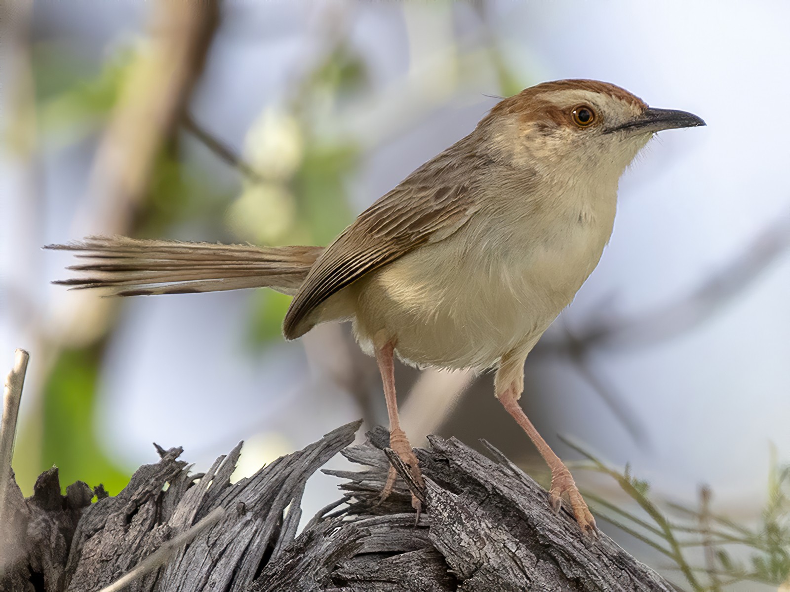 Tinkling Cisticola - eBird