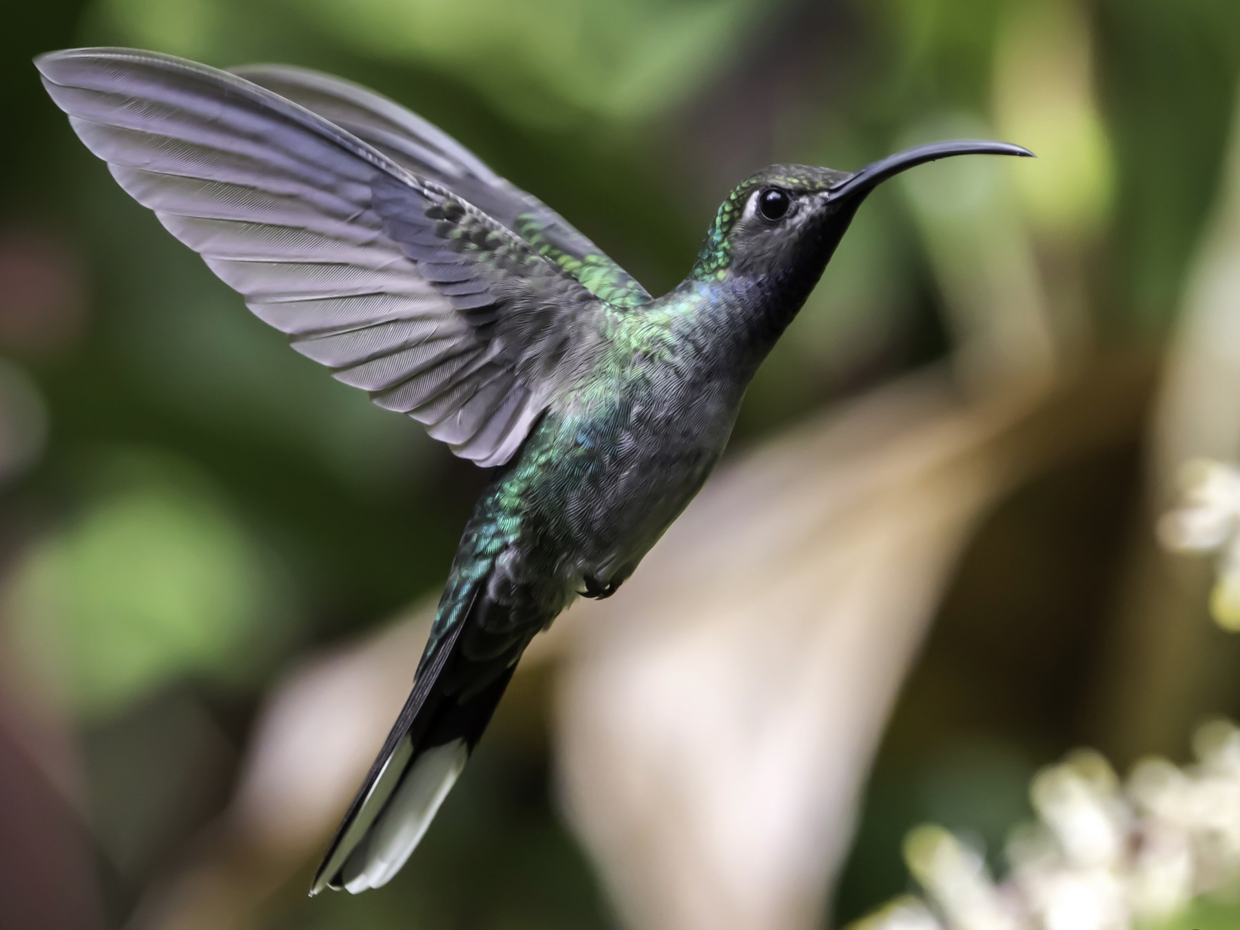 Violet Sabrewing - eBird