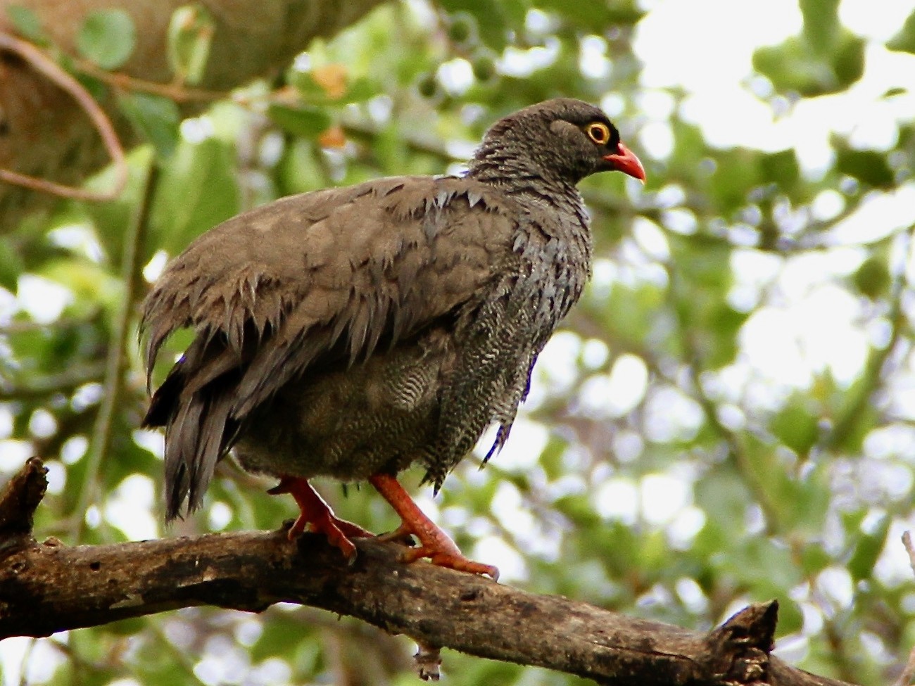 Red-billed Spurfowl - eBird