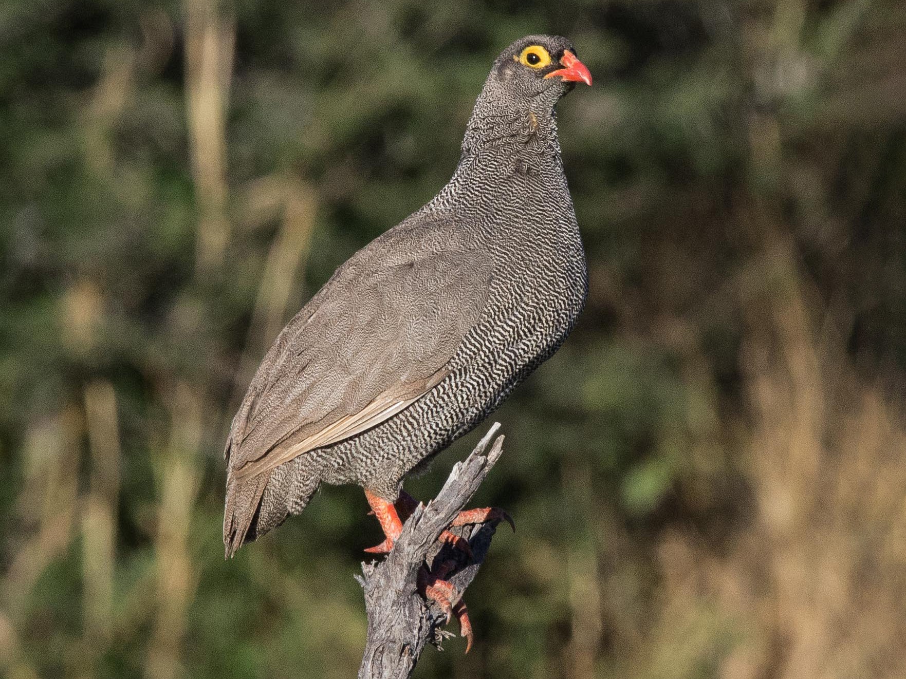 Red-billed Spurfowl - eBird