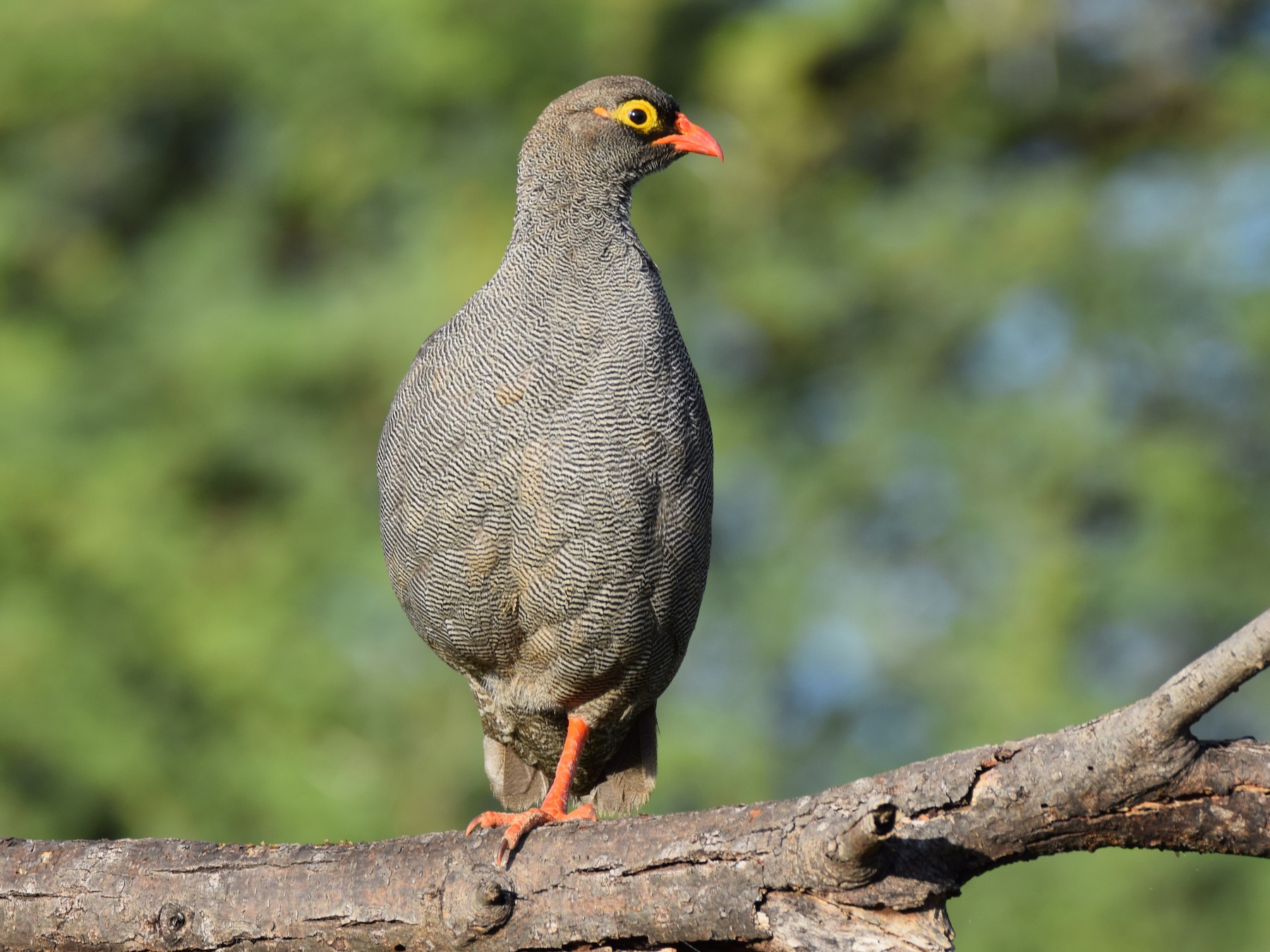 Red-billed Francolin - eBird