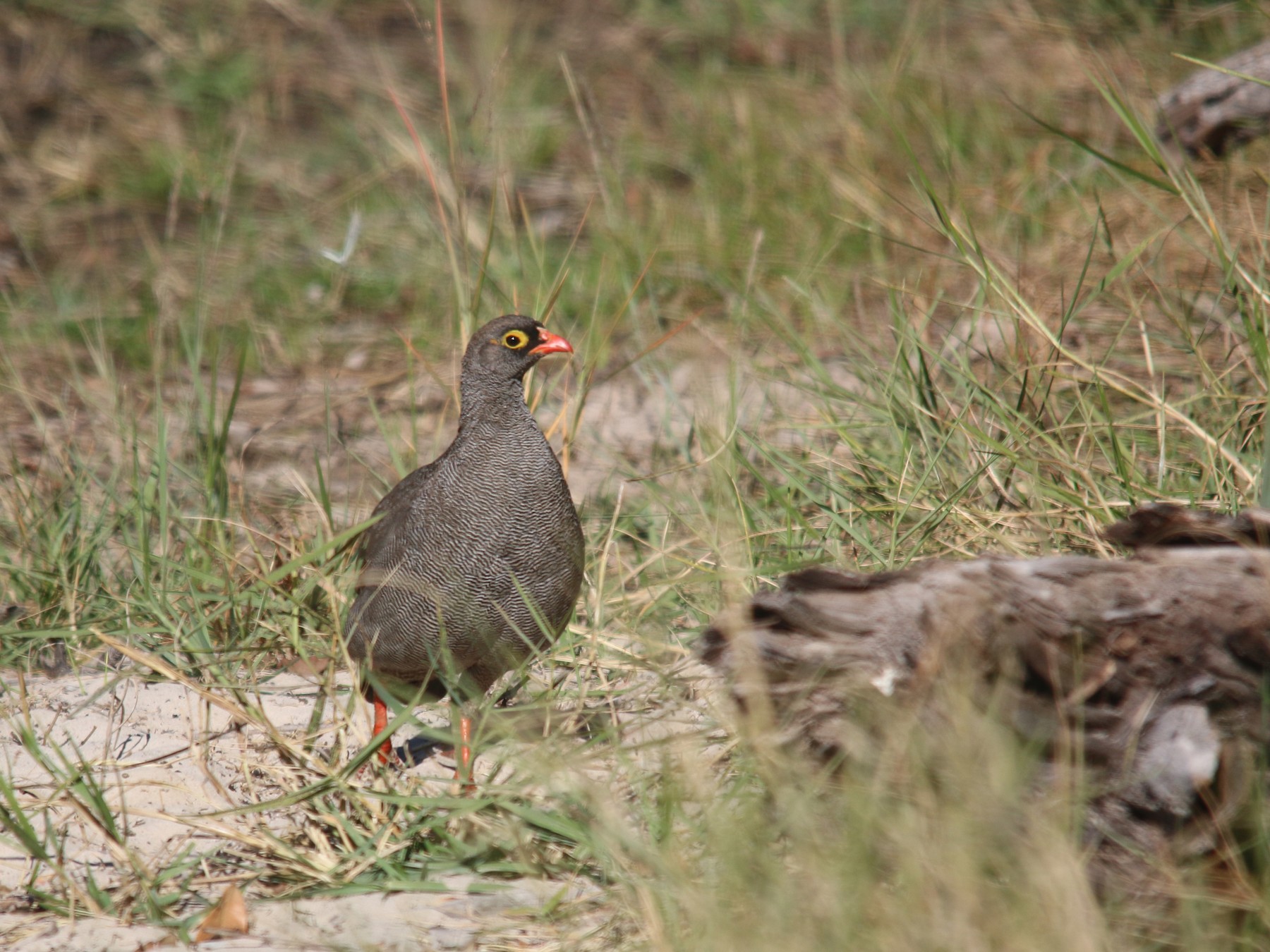 Red-billed Spurfowl - eBird
