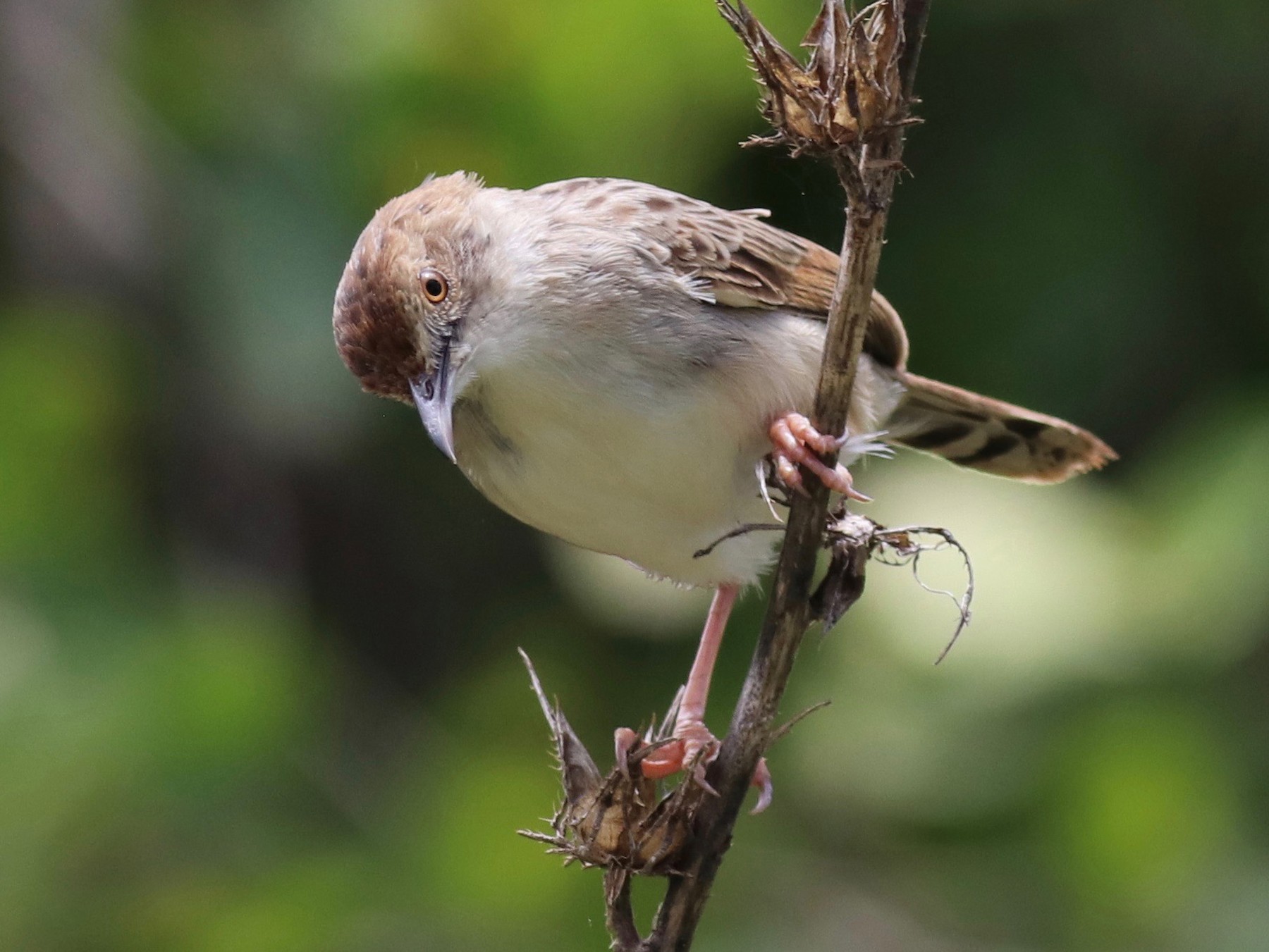 Rattling Cisticola - eBird