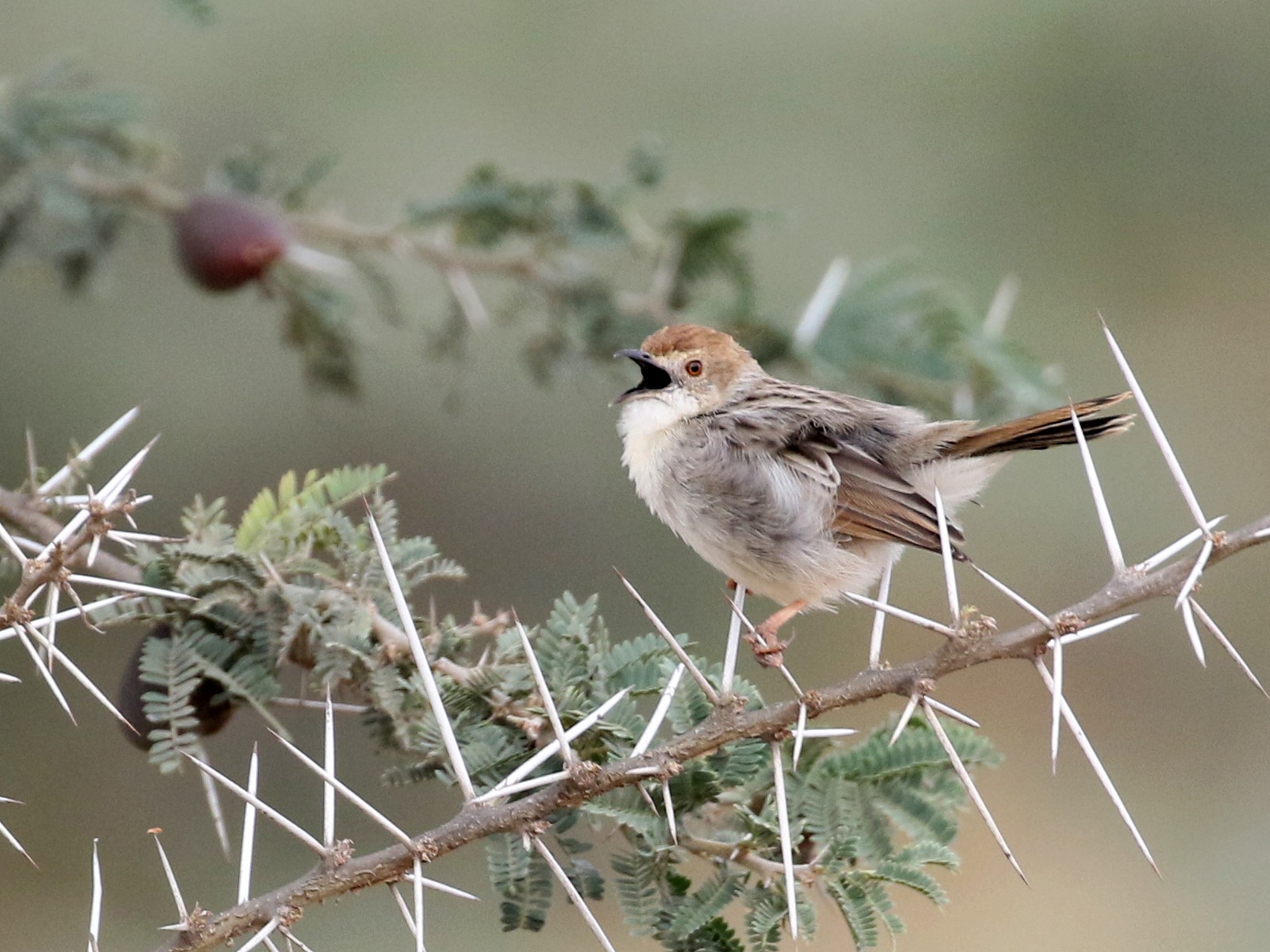 Rattling Cisticola - eBird