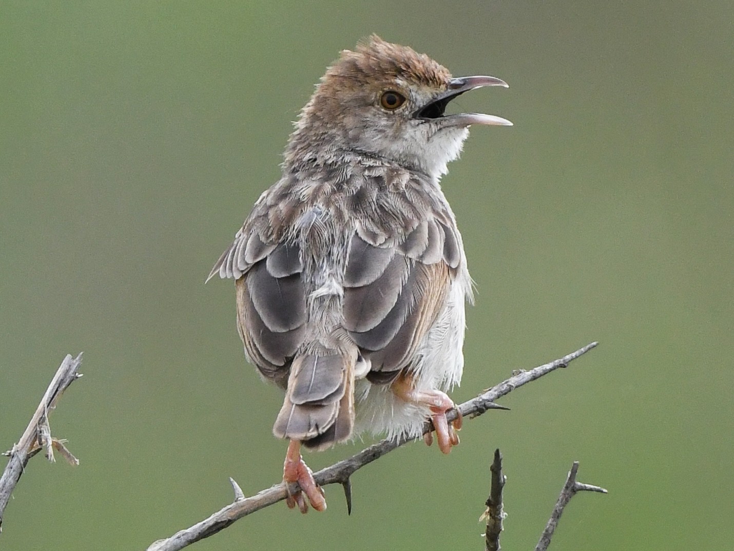 Rattling Cisticola - eBird