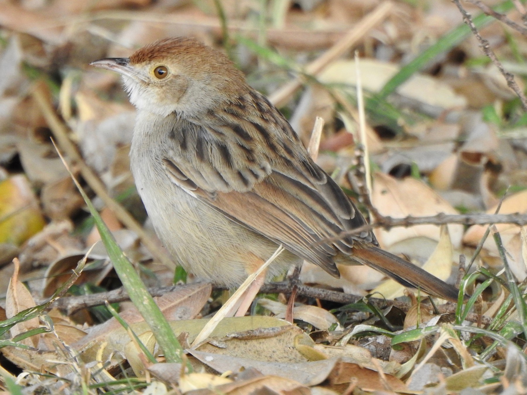 Rattling Cisticola - eBird