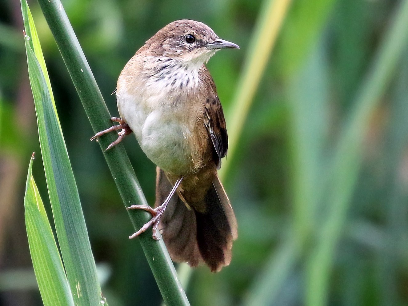 Little Rush Warbler - eBird