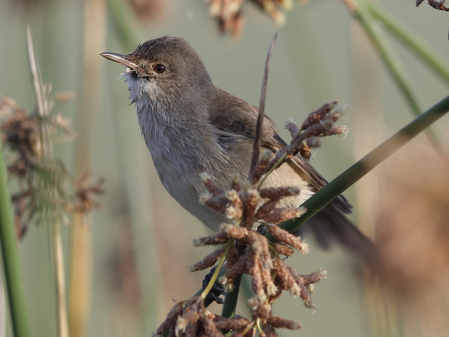 Little Rush Warbler - eBird