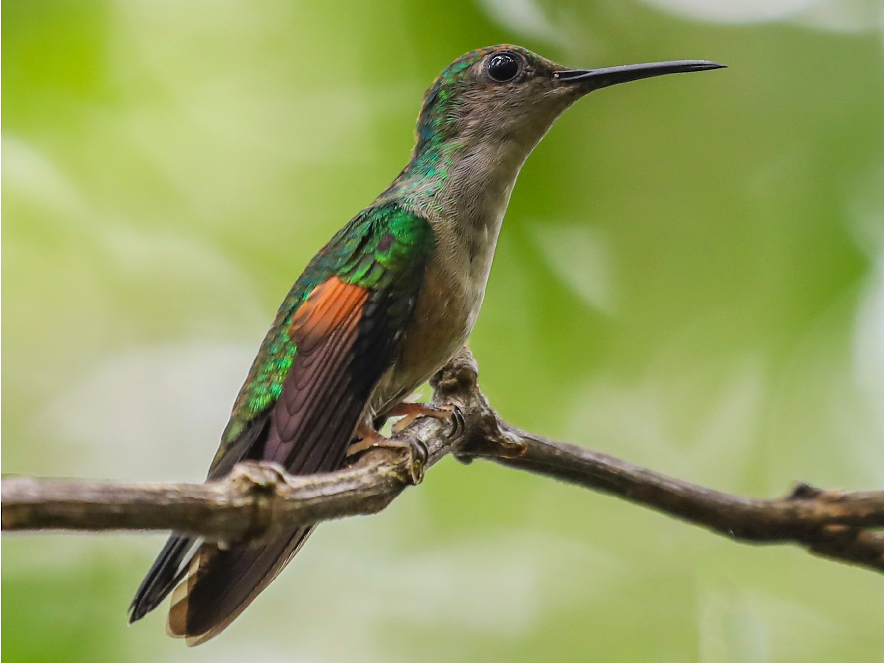 Stripe-tailed Hummingbird - eBird