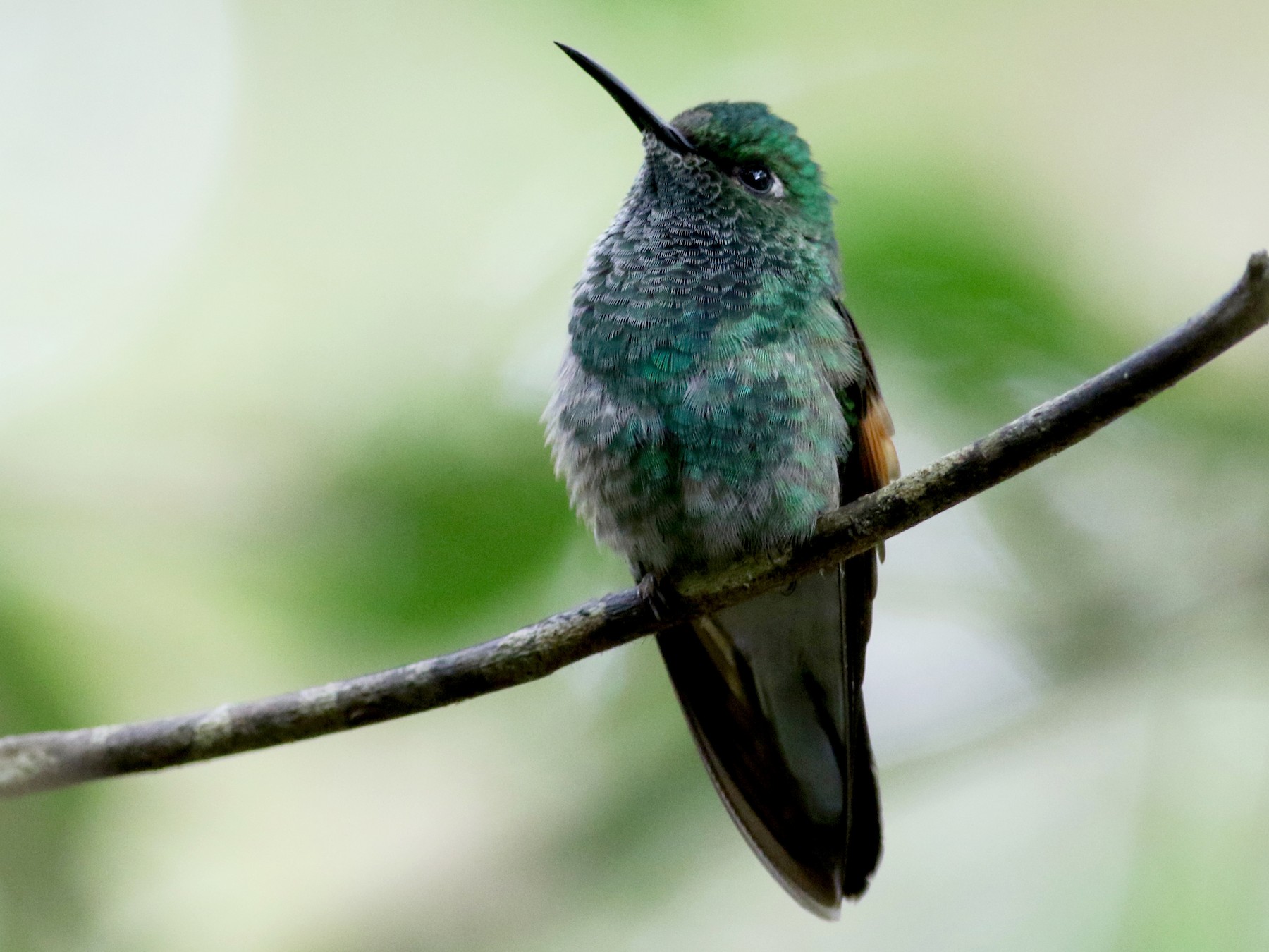 Stripe-tailed Hummingbird - eBird