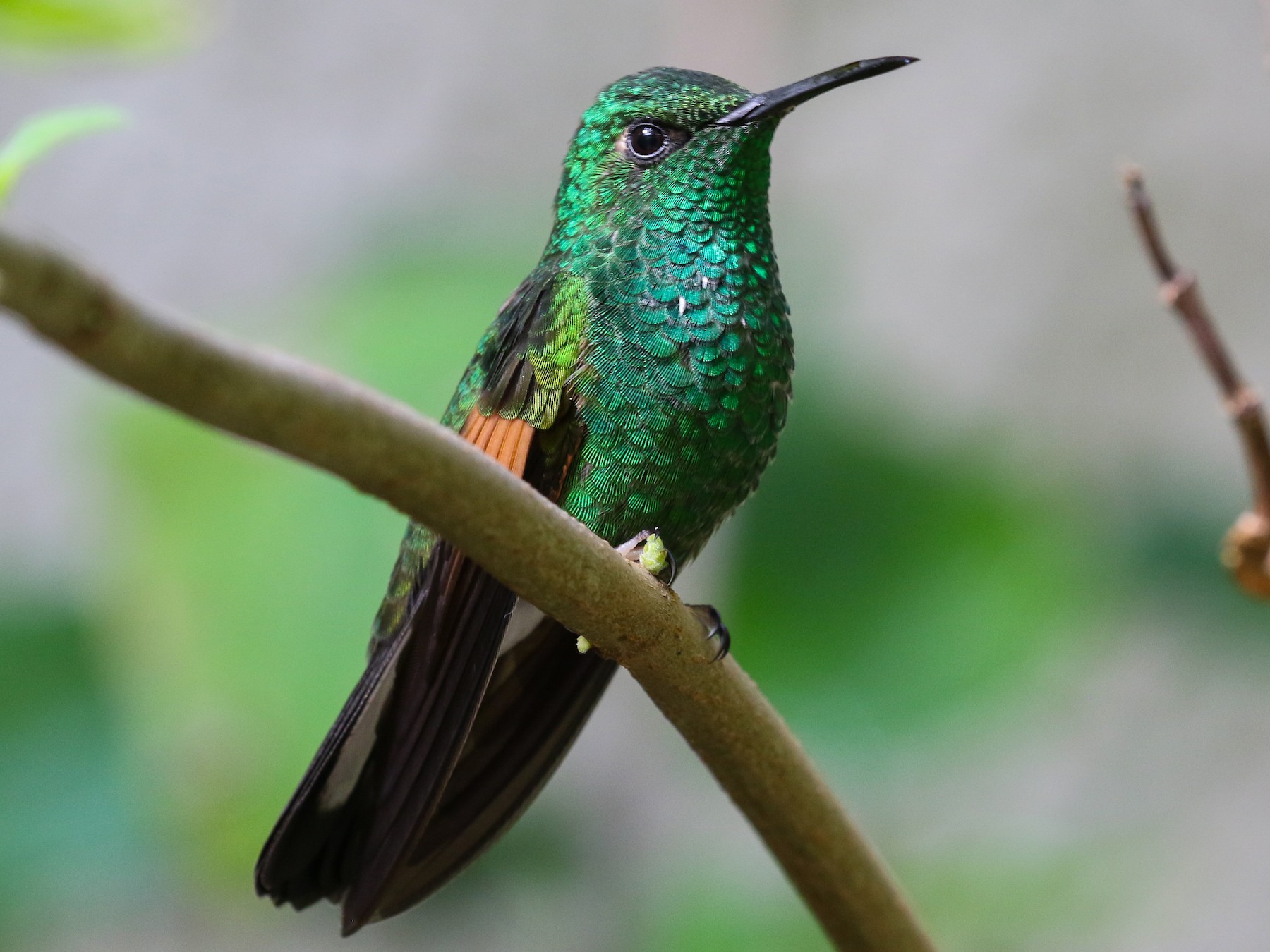 Stripe-tailed Hummingbird - eBird