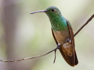 Colibrí Berilo - eBird