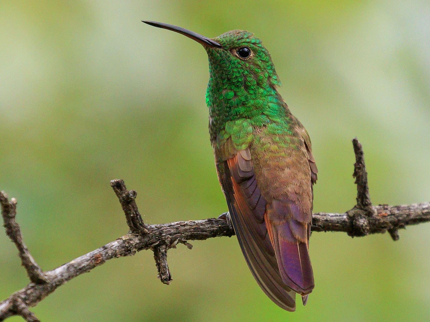 Berylline Hummingbird Range