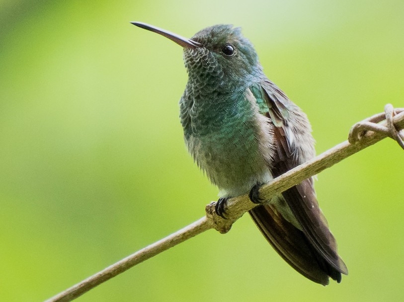 Blue-tailed Hummingbird - eBird