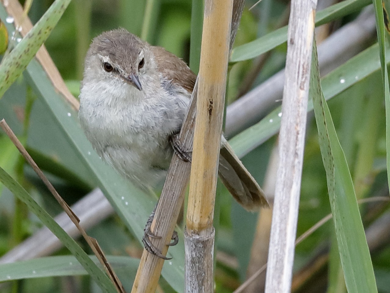 Lesser Swamp Warbler - eBird