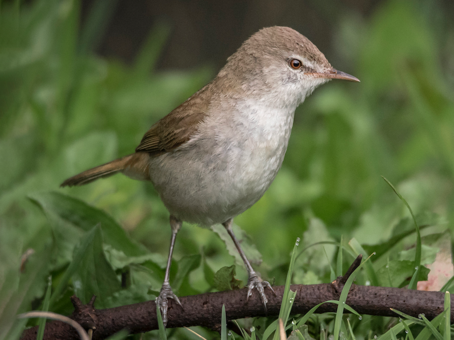 Lesser Swamp Warbler - eBird