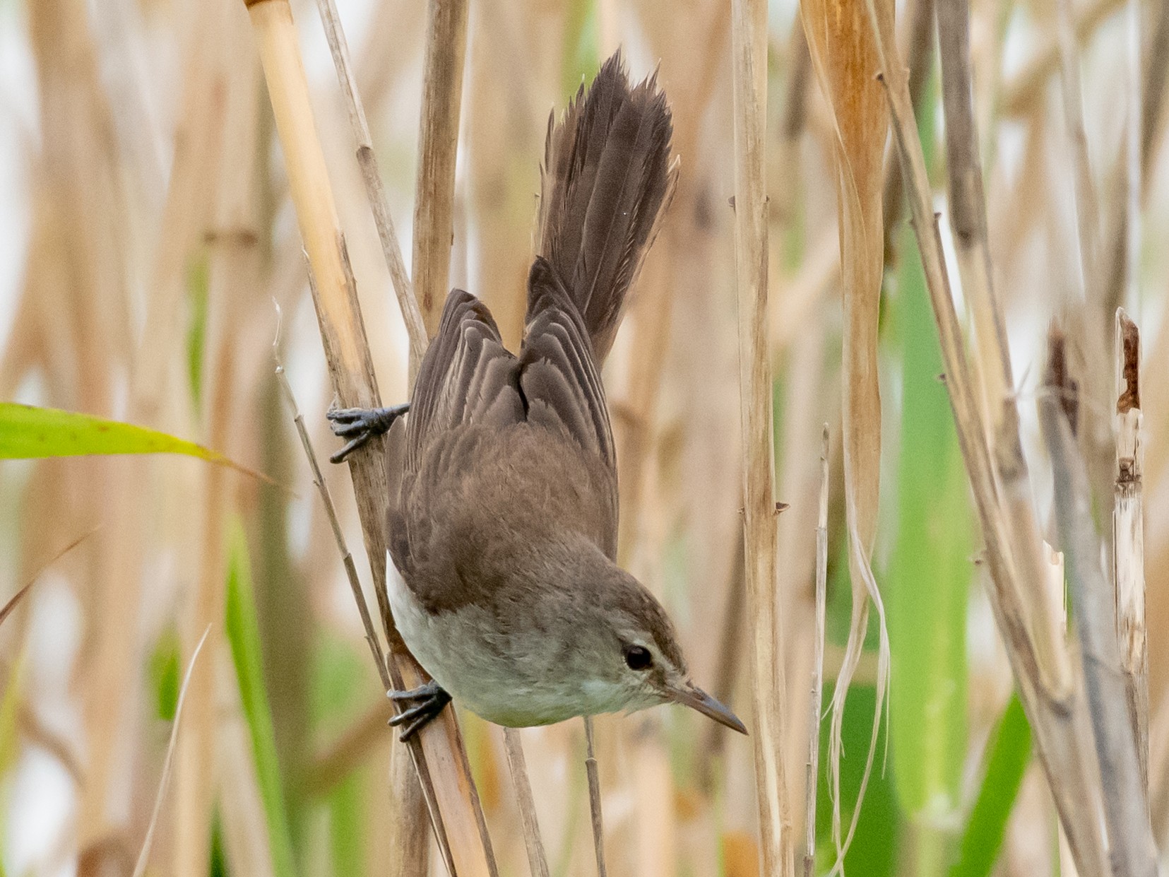 Lesser Swamp Warbler - eBird