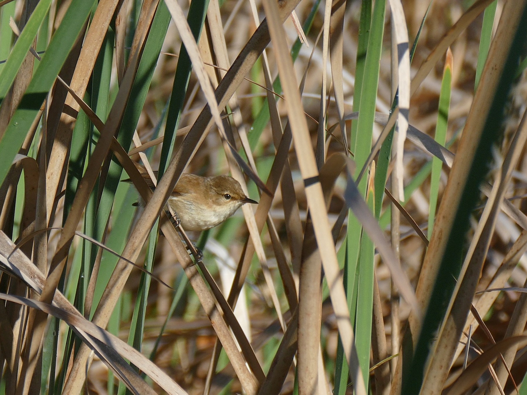 Lesser Swamp Warbler - eBird