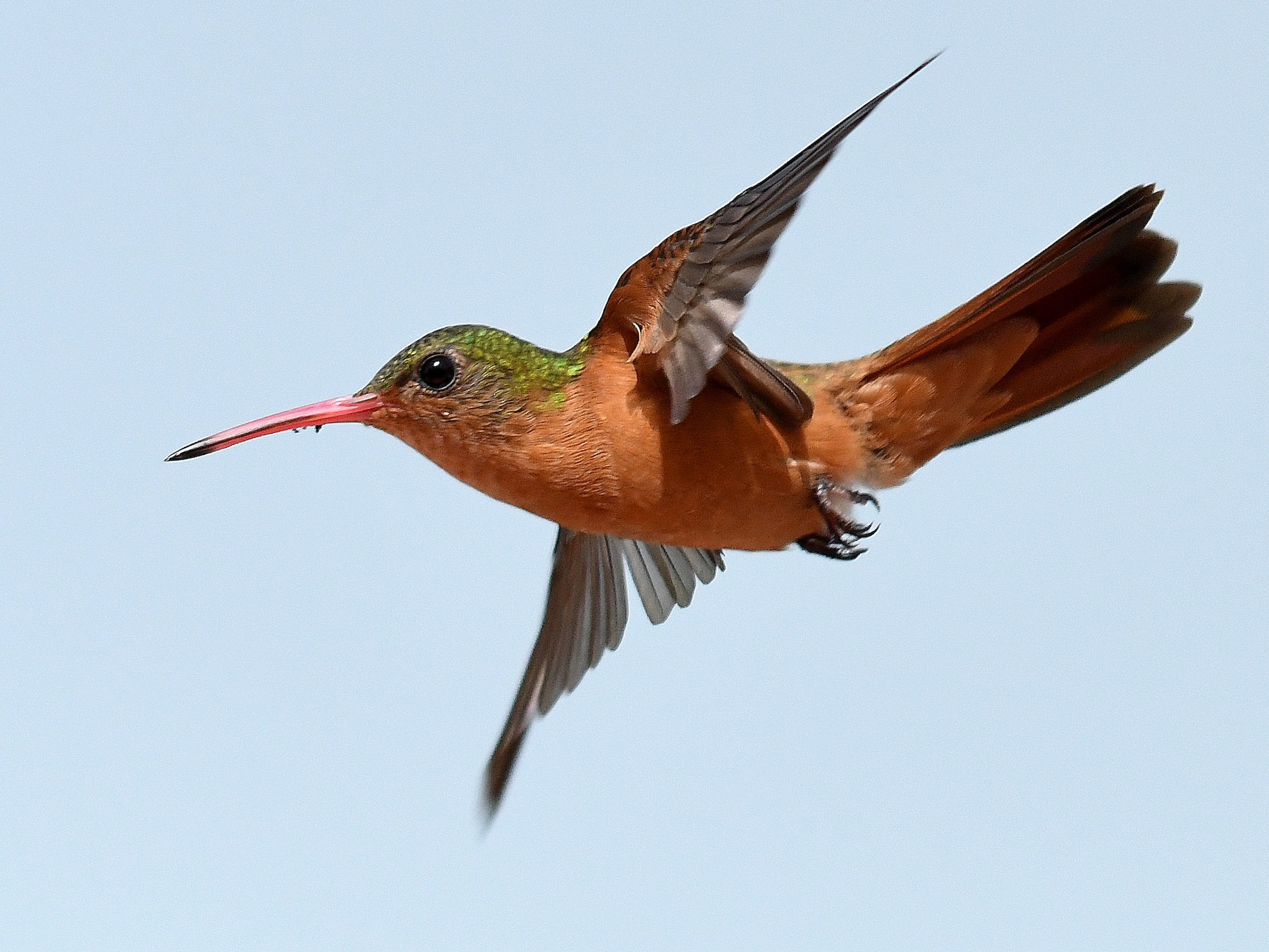 Cinnamon Hummingbird - eBird