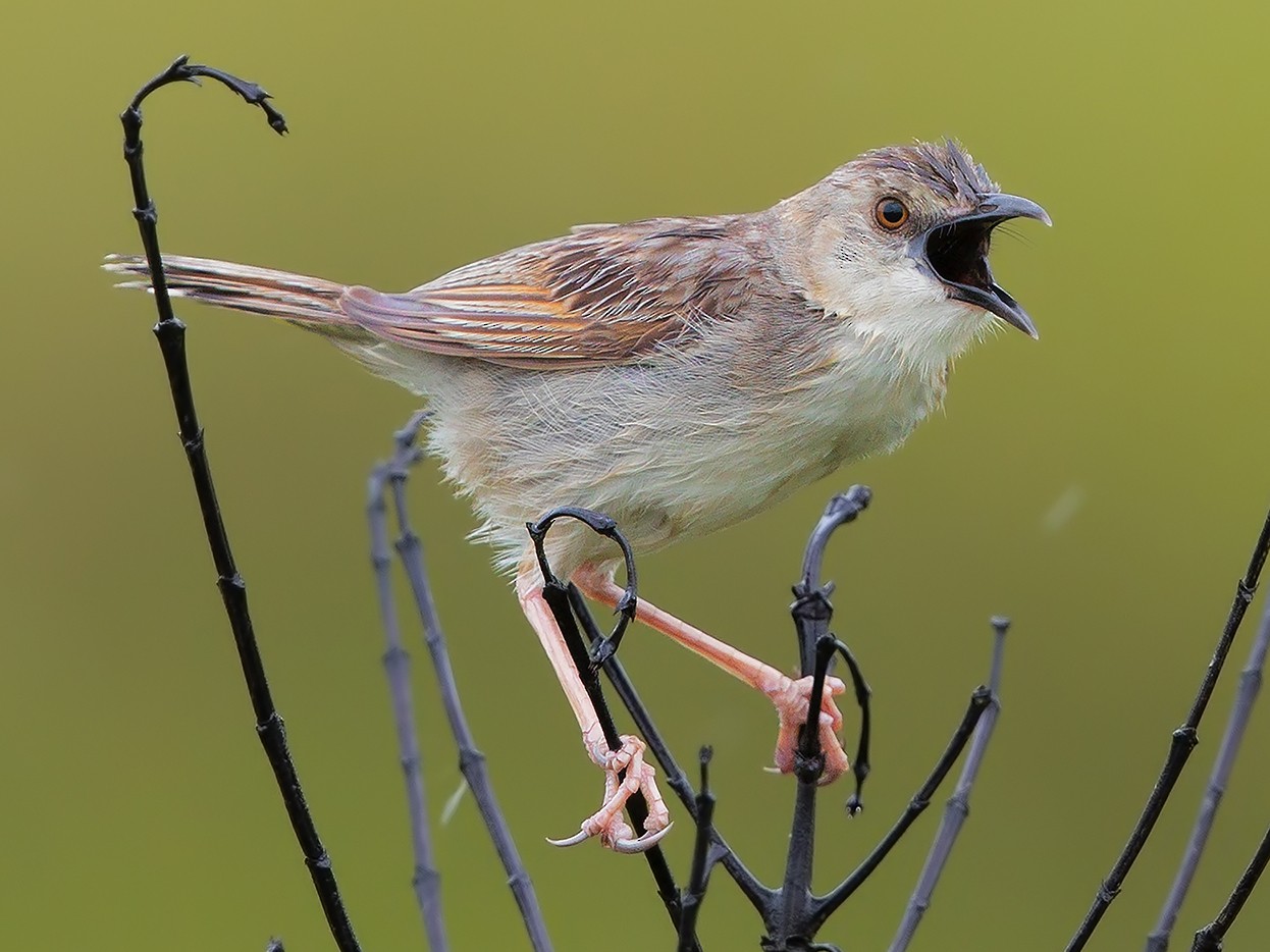 Croaking Cisticola - eBird