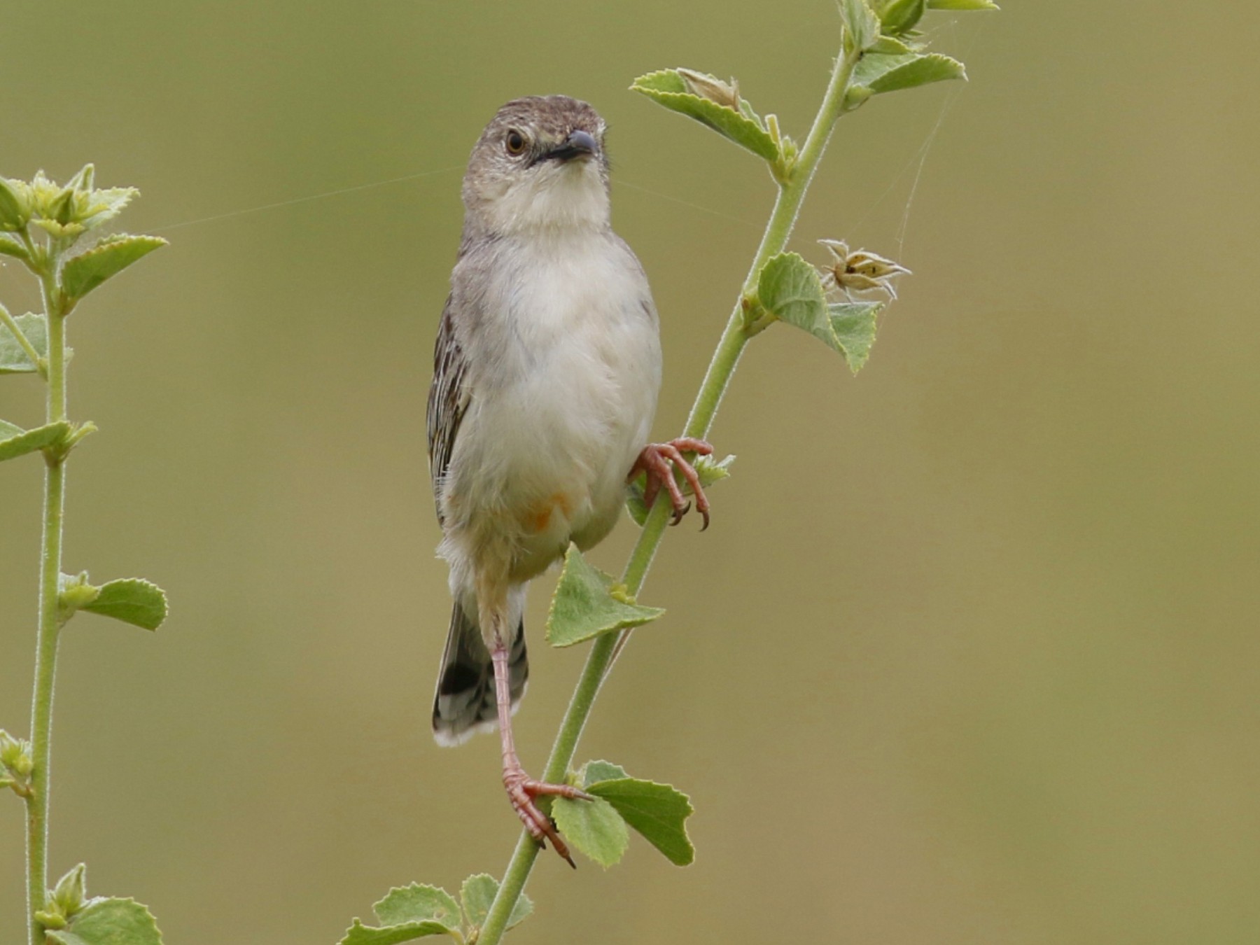 Croaking Cisticola - eBird