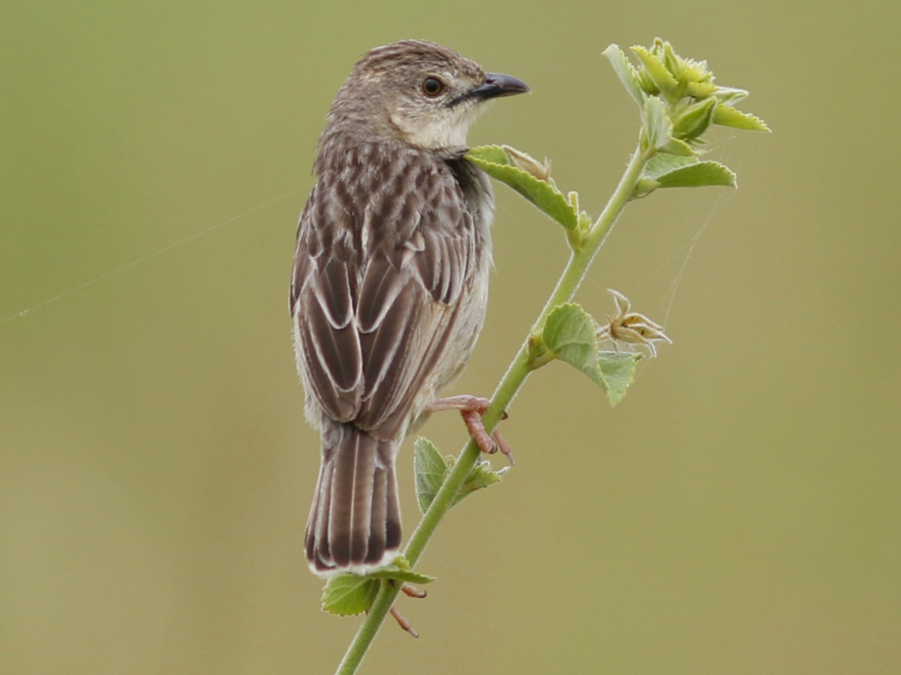 Croaking Cisticola - eBird