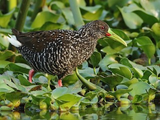 Spotted Rail - eBird