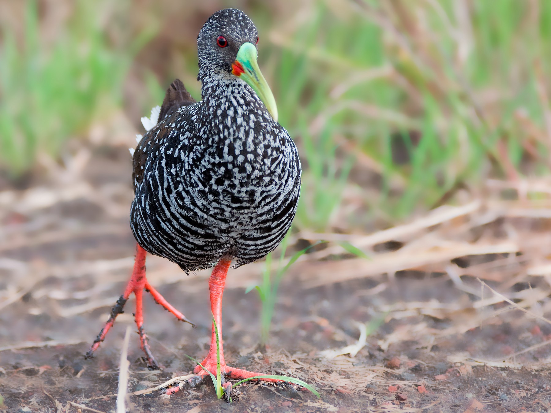 Rascón Pinto - eBird