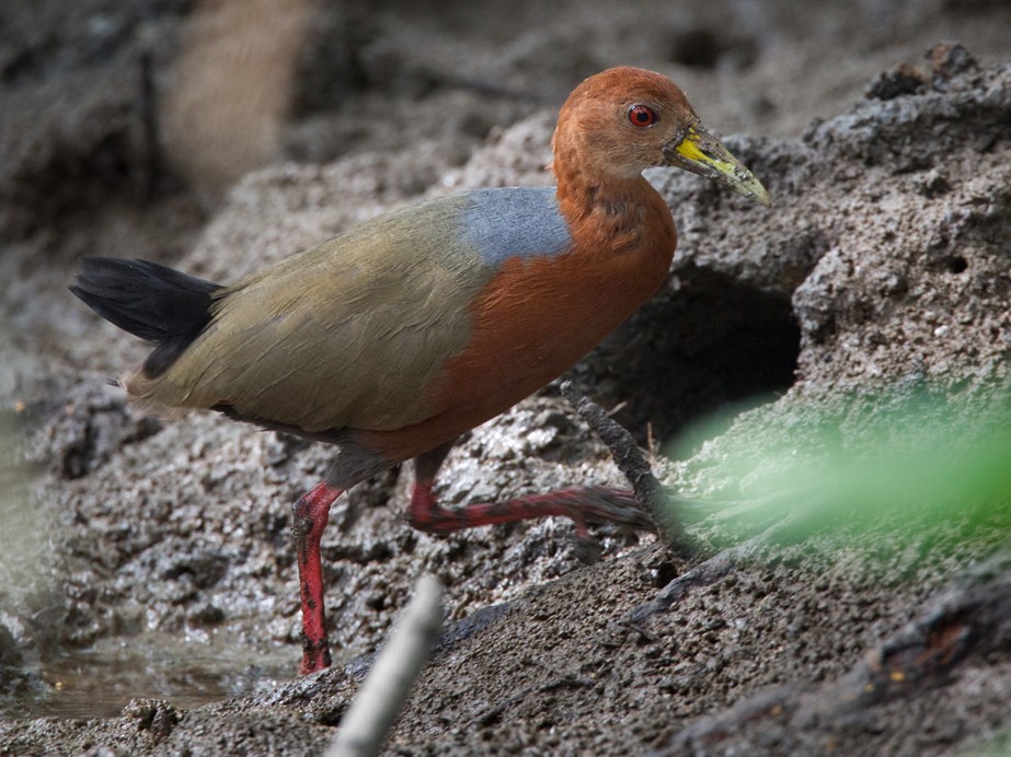 Rufous-necked Wood-Rail - eBird